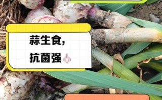 大蒜生吃好还是熟吃好_生吃大蒜和熟吃大蒜的区别 大蒜生吃好还是熟吃好_生吃大蒜和熟吃大蒜的区别