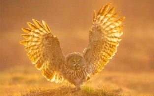 鸮怎么读_鸮是什么鸟