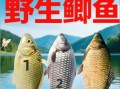 野生鲫鱼怎么钓_野生鲫鱼吃什么