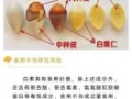 长期少量吃白果有什么危害_白果每天吃多少才安全