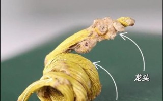 铁皮石斛长什么样_如何辨别真假铁皮石斛