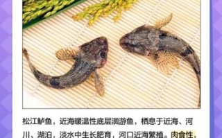 松江鲈鱼产自哪里_松江鲈鱼产地详解