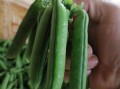 豌豆品种有哪些_豌豆品种图片大全