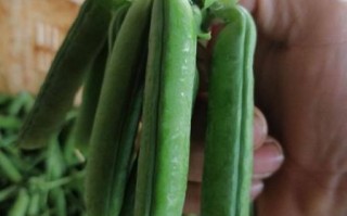 豌豆品种有哪些_豌豆品种图片大全