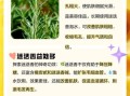 迷迭香泡水喝的功效_迷迭香泡水能天天喝吗