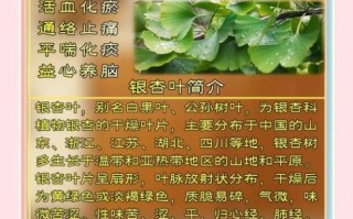 银杏叶片能长期吃吗_长期吃银杏叶片安全吗