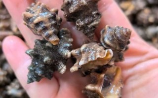 辣螺多少钱一斤_辣螺价格行情