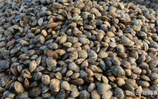 蛤蜊怎么养_蛤蜊养殖技巧