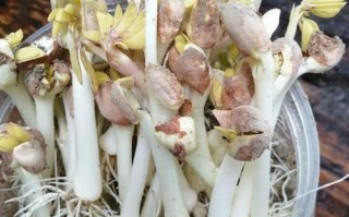 花生芽怎么发_花生芽的做法大全