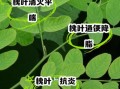 槐树叶泡水喝的功效_槐树叶泡水喝的禁忌