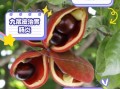 九层皮果怎么吃_九层皮果食用方法图解