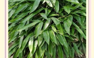 粽叶怎么保存_新鲜粽叶能放多久