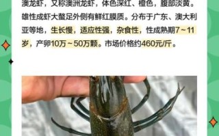 澳龙虾多少钱一只_澳龙价格2024最新行情