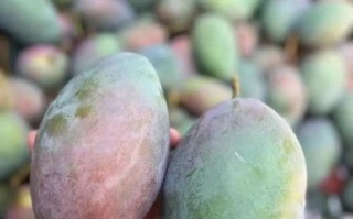 凯特芒果多少钱一斤_凯特芒果价格为什么差距大