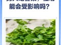 男人吃香菜杀精吗_香菜对精子质量的影响