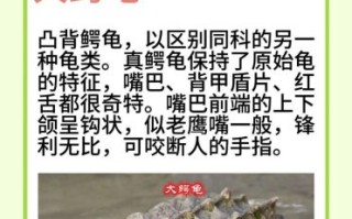 鳄鱼龟怎么养_鳄鱼龟能长多大