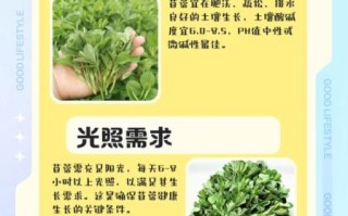 苜蓿草怎么种_苜蓿草种植方法步骤