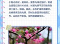 垂丝海棠什么时候开花_垂丝海棠怎么养护