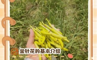 金针花和黄花菜一样吗_金针花与黄花菜区别