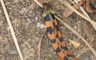 野鸡脖子蛇有毒吗_被咬后怎么办