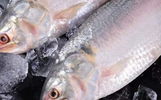 鲥鱼多少钱一斤_鲥鱼为什么那么贵