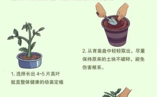 西红柿种植技术与管理方法_西红柿怎样管理才能高产