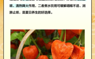 红姑娘降血糖吗_红姑娘泡水降血糖效果