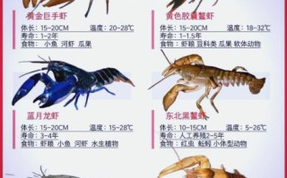 鳌虾怎么养_鳌虾吃什么长得快