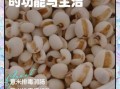 薏仁的功效与作用_薏仁怎么吃祛湿最好