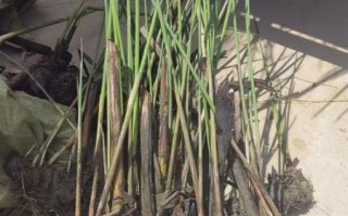 芦苇苗批发基地在哪里_芦苇苗批发价格多少钱