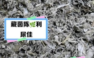 茵陈草的功效与作用_茵陈草怎么泡水喝