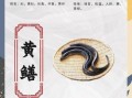 黄鳝和什么搭配最营养_黄鳝怎么吃最补
