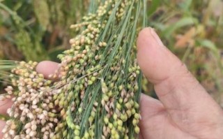 黍子图片_黍子长什么样