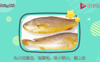 石首鱼科有哪些常见品种_石首鱼科和黄花鱼区别