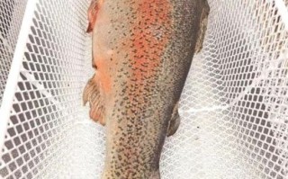 虹鳟鱼多少钱一斤_虹鳟鱼图片怎么挑新鲜