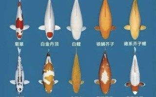 锦鲤鱼图片大全_锦鲤鱼品种怎么区分