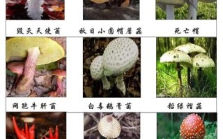 蘑菇种类图片大全_如何区分有毒与可食用蘑菇