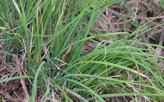 野葱和野蒜的区别_野葱野蒜怎么区分