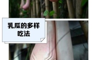 乳瓜是什么_乳瓜怎么吃最好
