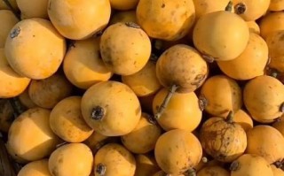 野枇杷长什么样_野枇杷能吃吗