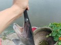 鸭嘴鱼多少钱一斤2021_鸭嘴鱼价格行情