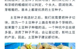 土豆多久能收获_土豆怎么种植