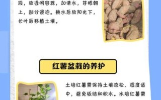 番薯发芽还能吃吗_番薯怎么保存不发芽
