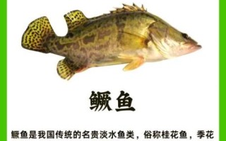 鳜鱼怎么读_鳜鱼多少钱一斤