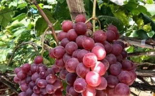 红提产地在哪里_红提哪个地方最正宗