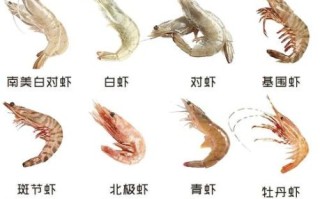 基围虾怎么保存_基围虾和明虾的区别
