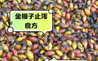 金樱子能提高性功能吗_金樱子壮阳效果怎么样