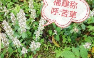 苦草图片长什么样_苦草图片怎么辨别真假