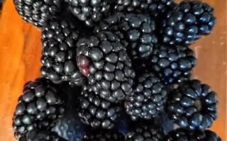黑莓水果多少钱一斤_黑莓价格为什么差异大