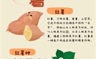 红薯的功效与作用禁忌症_哪些人不能吃红薯 红薯的功效与作用禁忌症_哪些人不能吃红薯